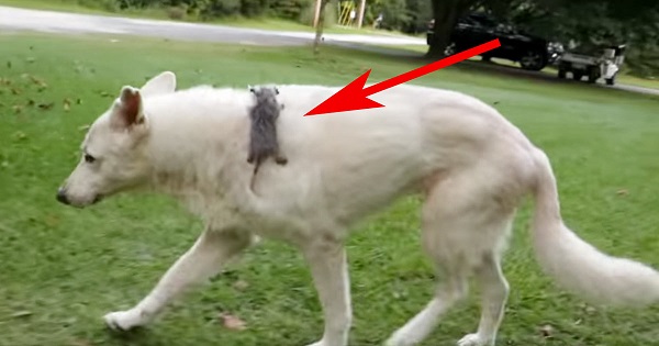 Denne lille pungrotten tviholdt på sin avdøde mamma i grøften. Da kom ...