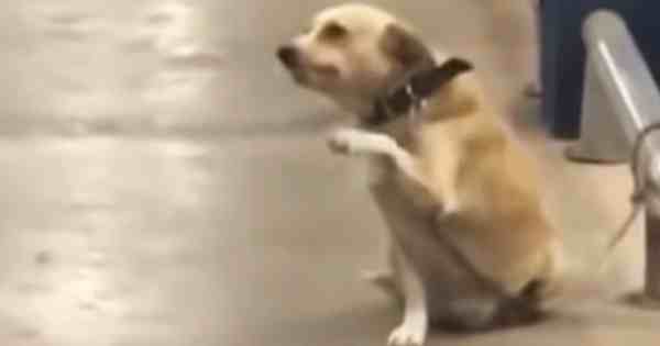 Vennlig hund som vinker "hadet" til alle som forlater butikk har en ...